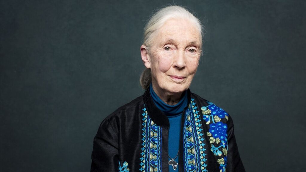 Jane Goodall Bio, Age, Height, Husband, Son, Death, Net Worth ...
